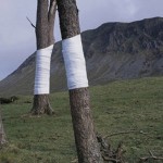 Tree & Line by Zander Olsen - 谷德设计网