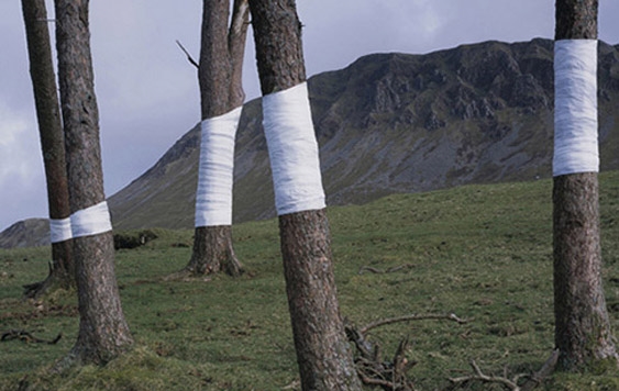 Tree & Line by Zander Olsen - 谷德设计网