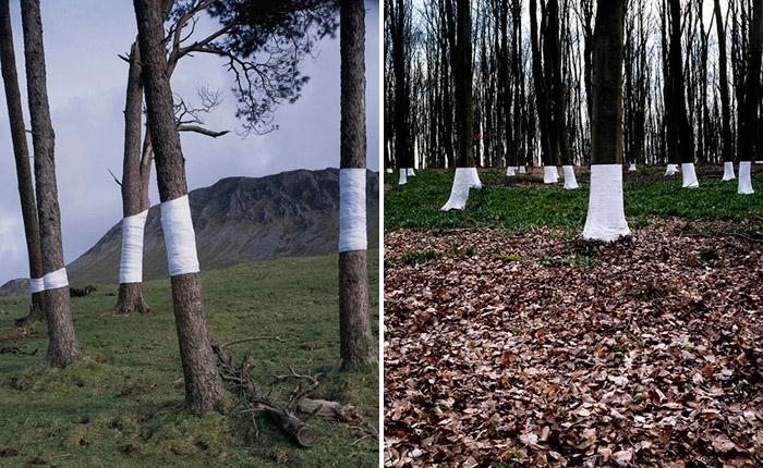 Tree & Line by Zander Olsen - 谷德设计网