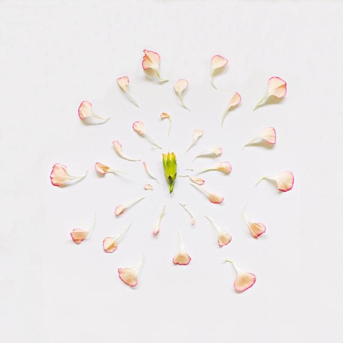 Exploded Flowers by Fong Qi Wei - 谷德设计网
