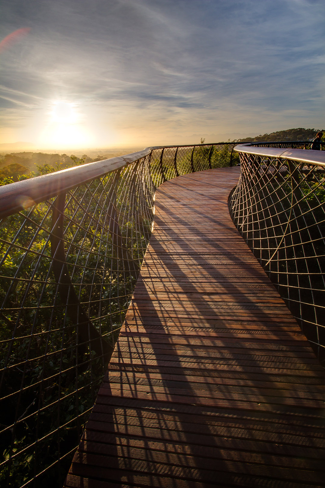 Tree Canopy Walkway at Kirstenbosch / mta - 谷德设计网