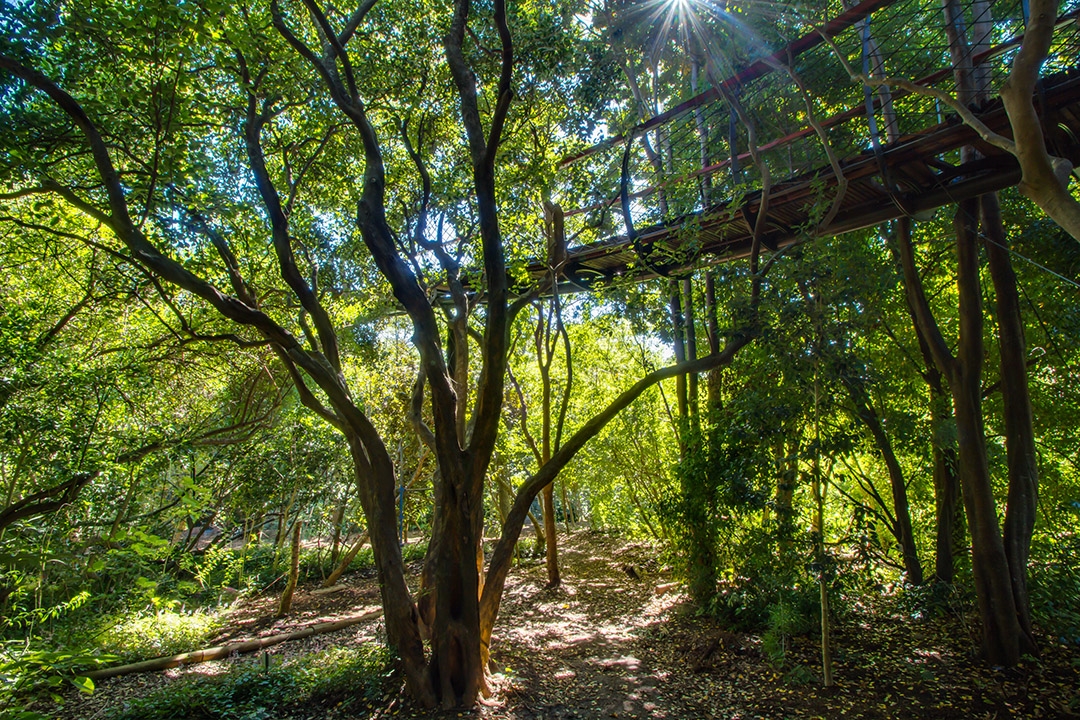 Tree Canopy Walkway at Kirstenbosch / mta - 谷德设计网