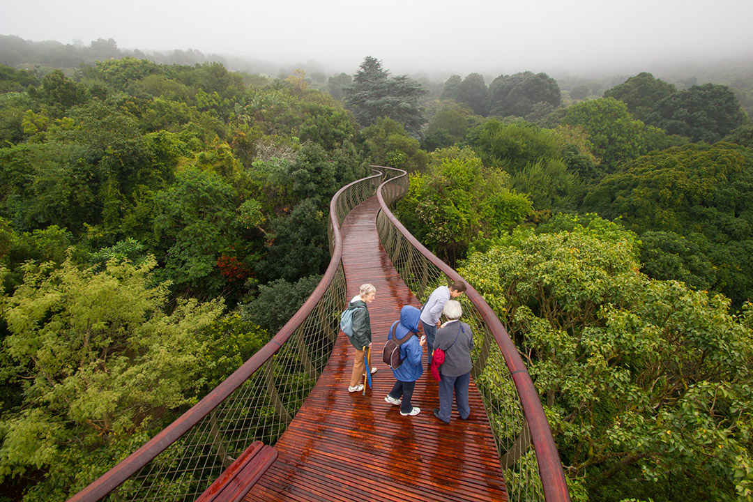 Tree Canopy Walkway at Kirstenbosch / mta - 谷德设计网