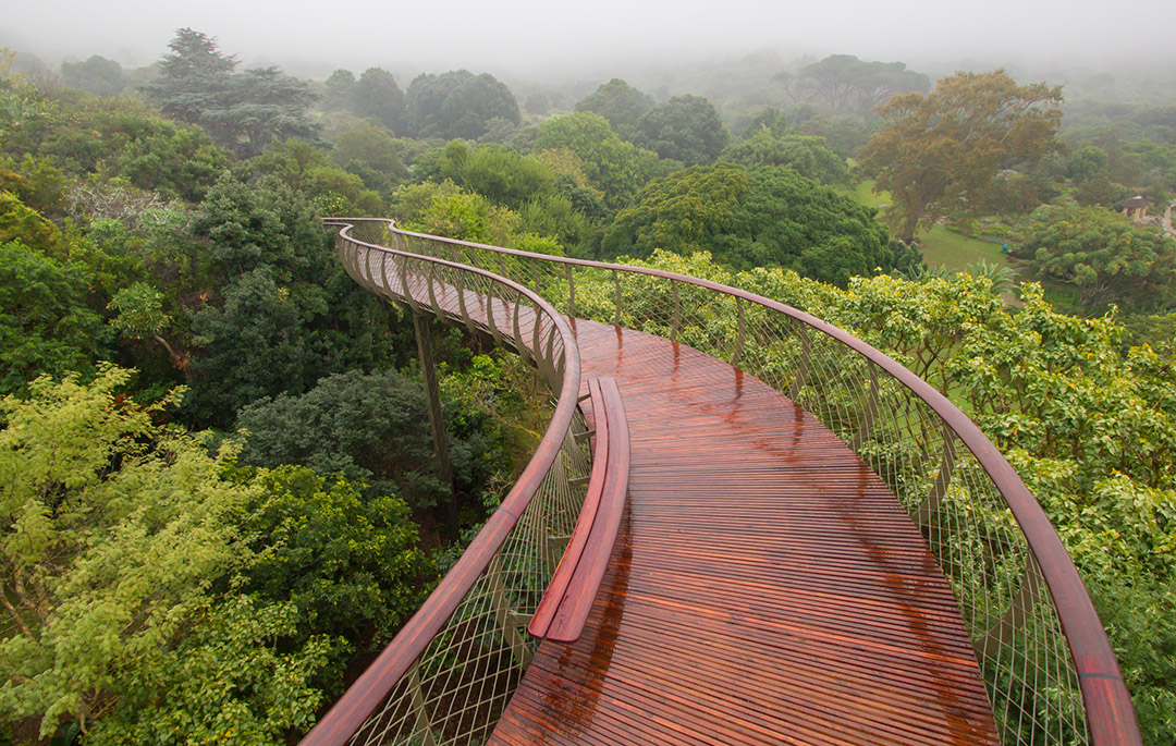 Tree Canopy Walkway at Kirstenbosch / mta - 谷德设计网