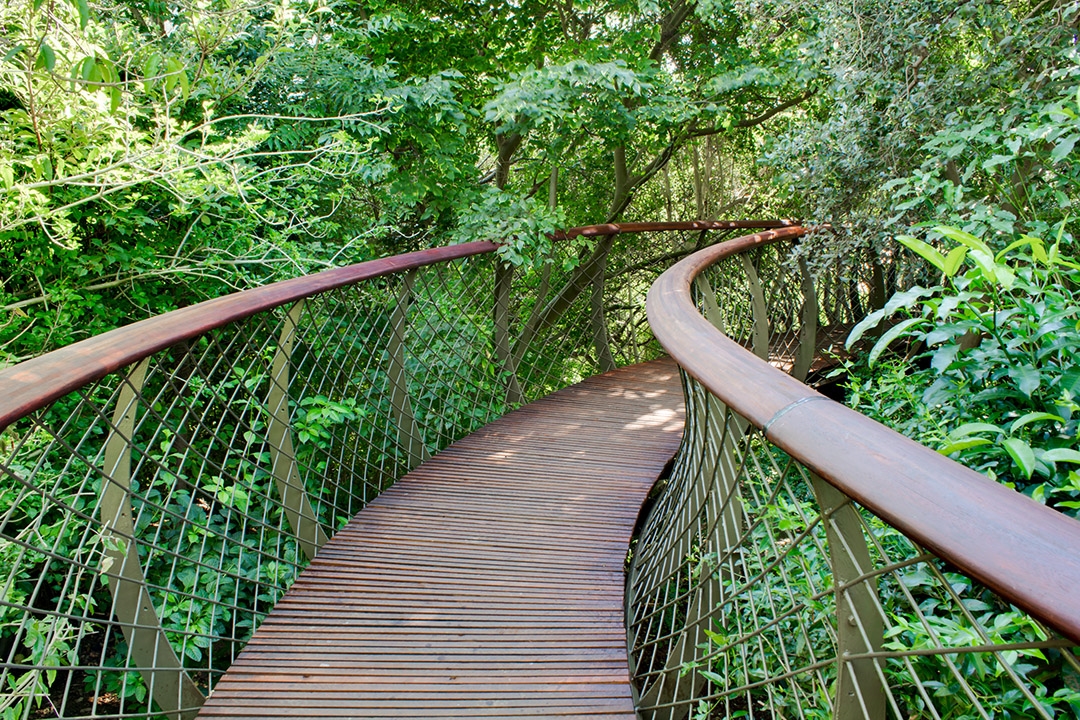 Tree Canopy Walkway at Kirstenbosch / mta - 谷德设计网