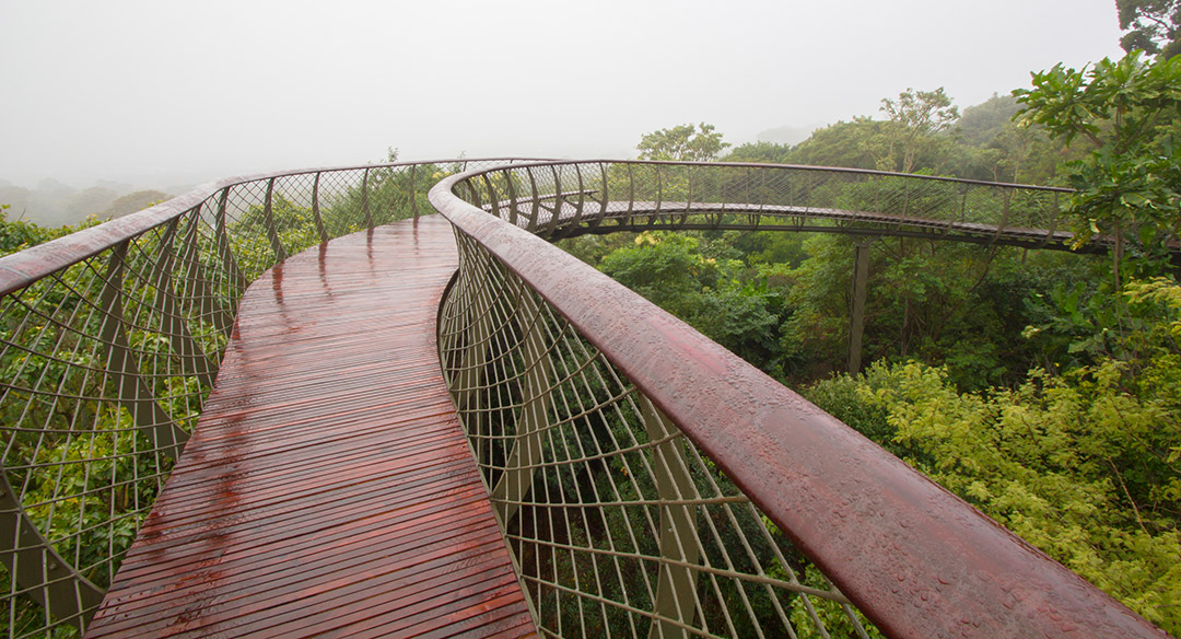 Tree Canopy Walkway at Kirstenbosch / mta - 谷德设计网