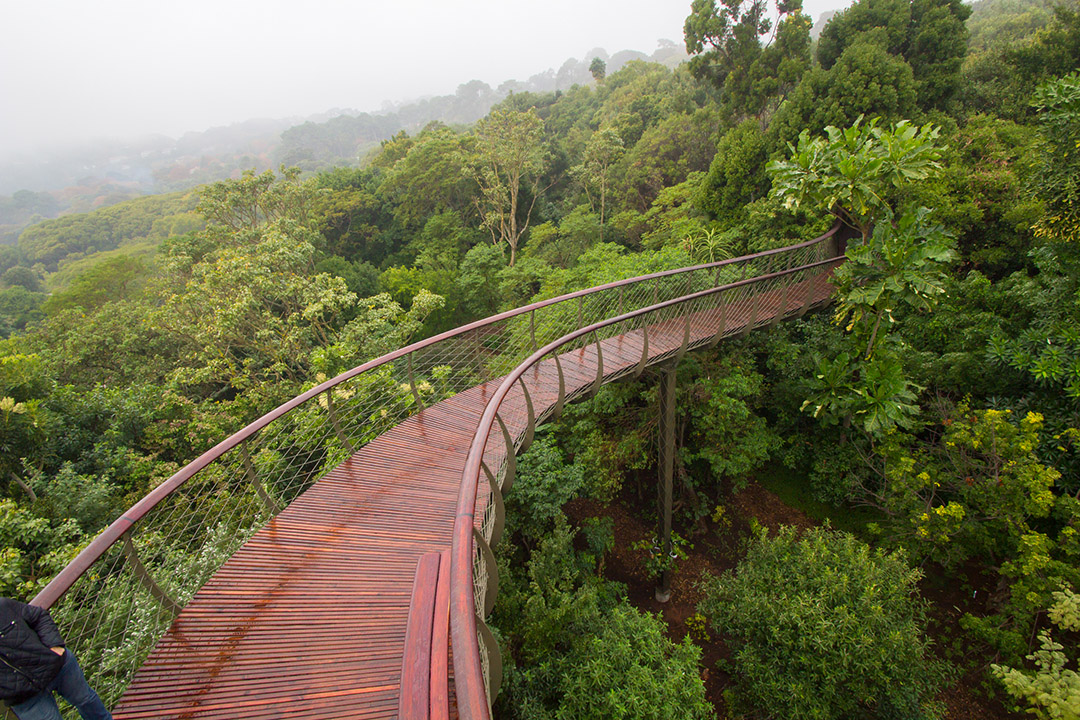 Tree Canopy Walkway at Kirstenbosch / mta - 谷德设计网