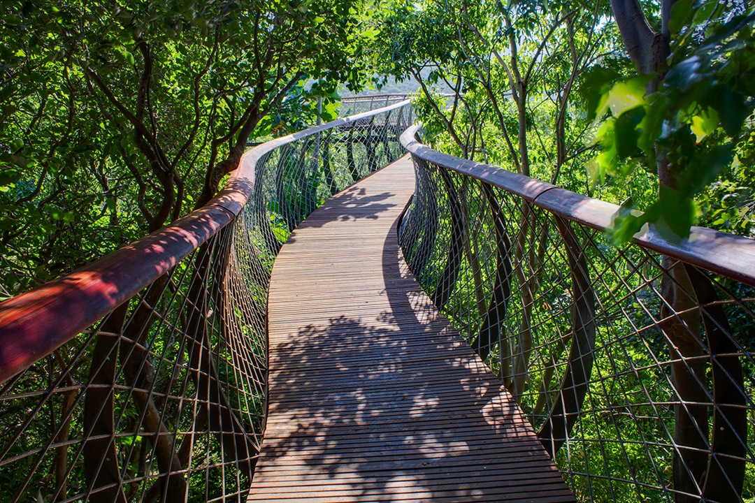 Tree Canopy Walkway at Kirstenbosch / mta - 谷德设计网