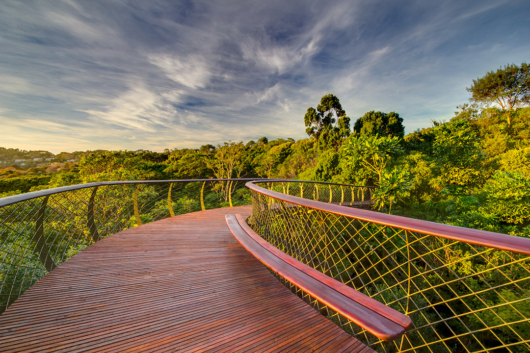 Tree Canopy Walkway at Kirstenbosch / mta - 谷德设计网