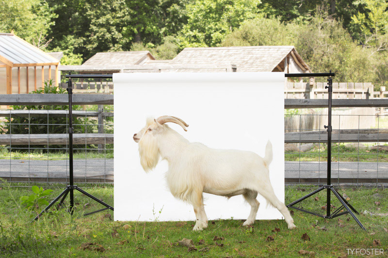 Heckscher Farm - 谷德设计网