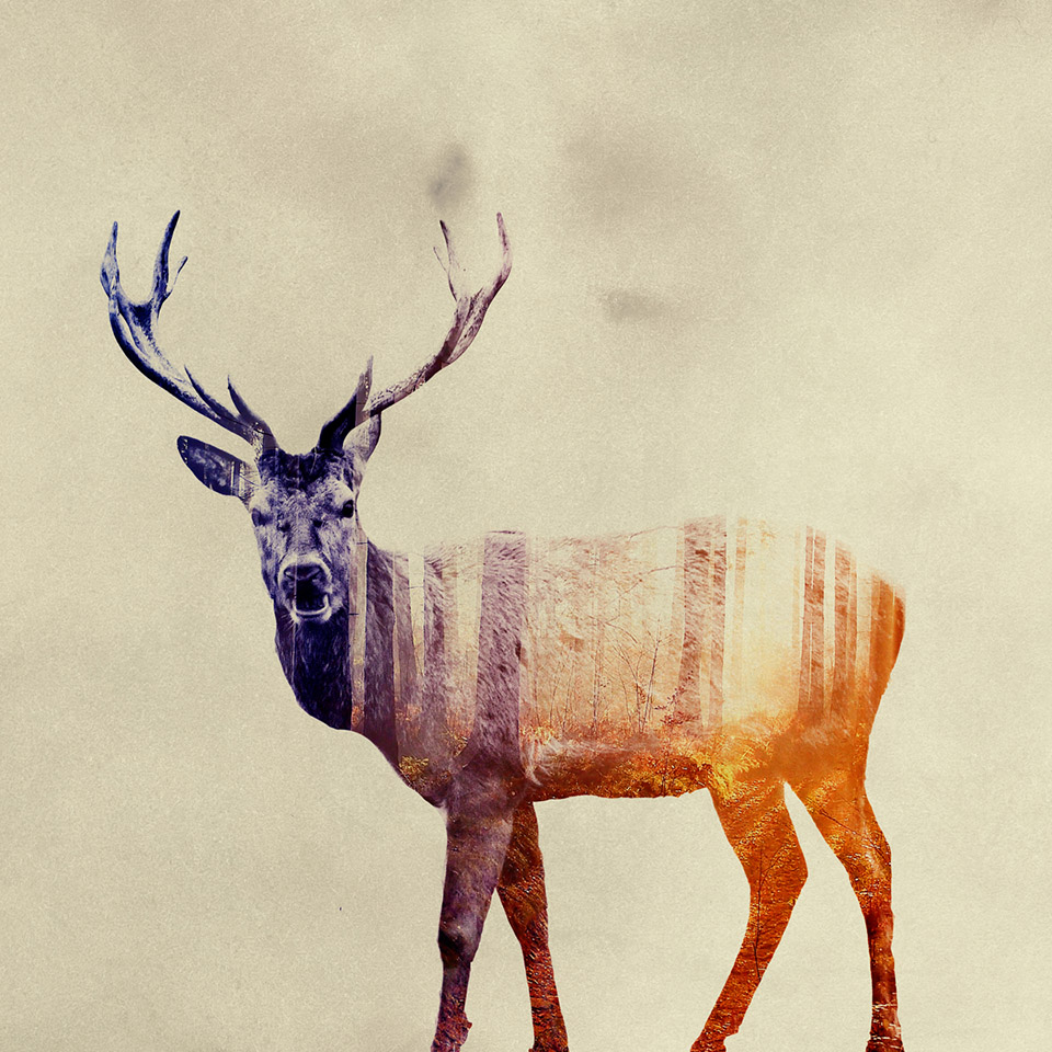 Animals + Landscapes / Andreas Lie - 谷德设计网