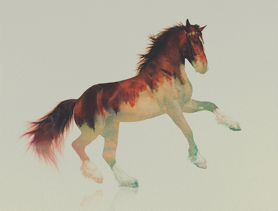 Animals + Landscapes / Andreas Lie - 谷德设计网