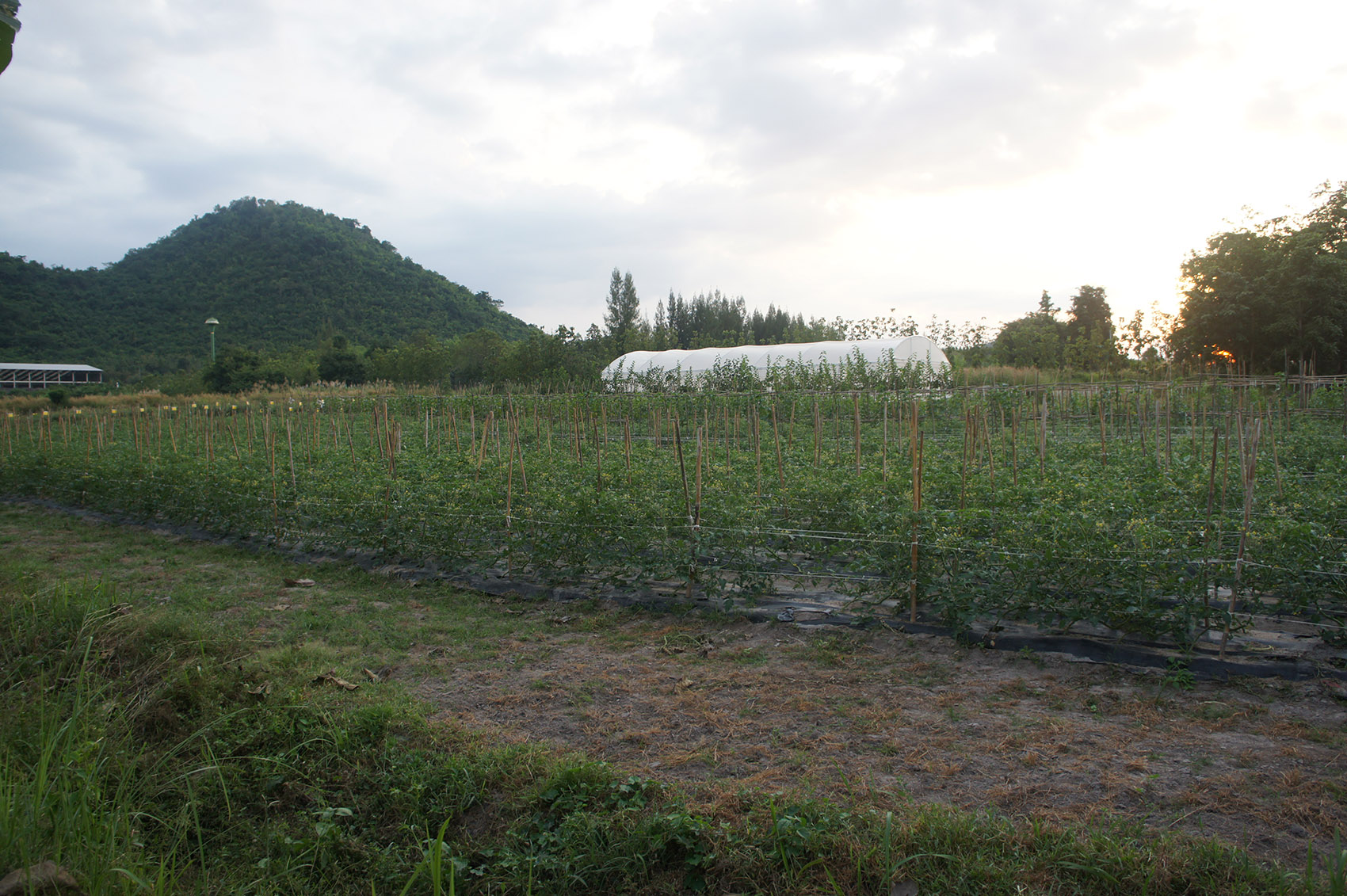 Coro Field / Integrated Field Co.,Ltd. - 谷德设计网