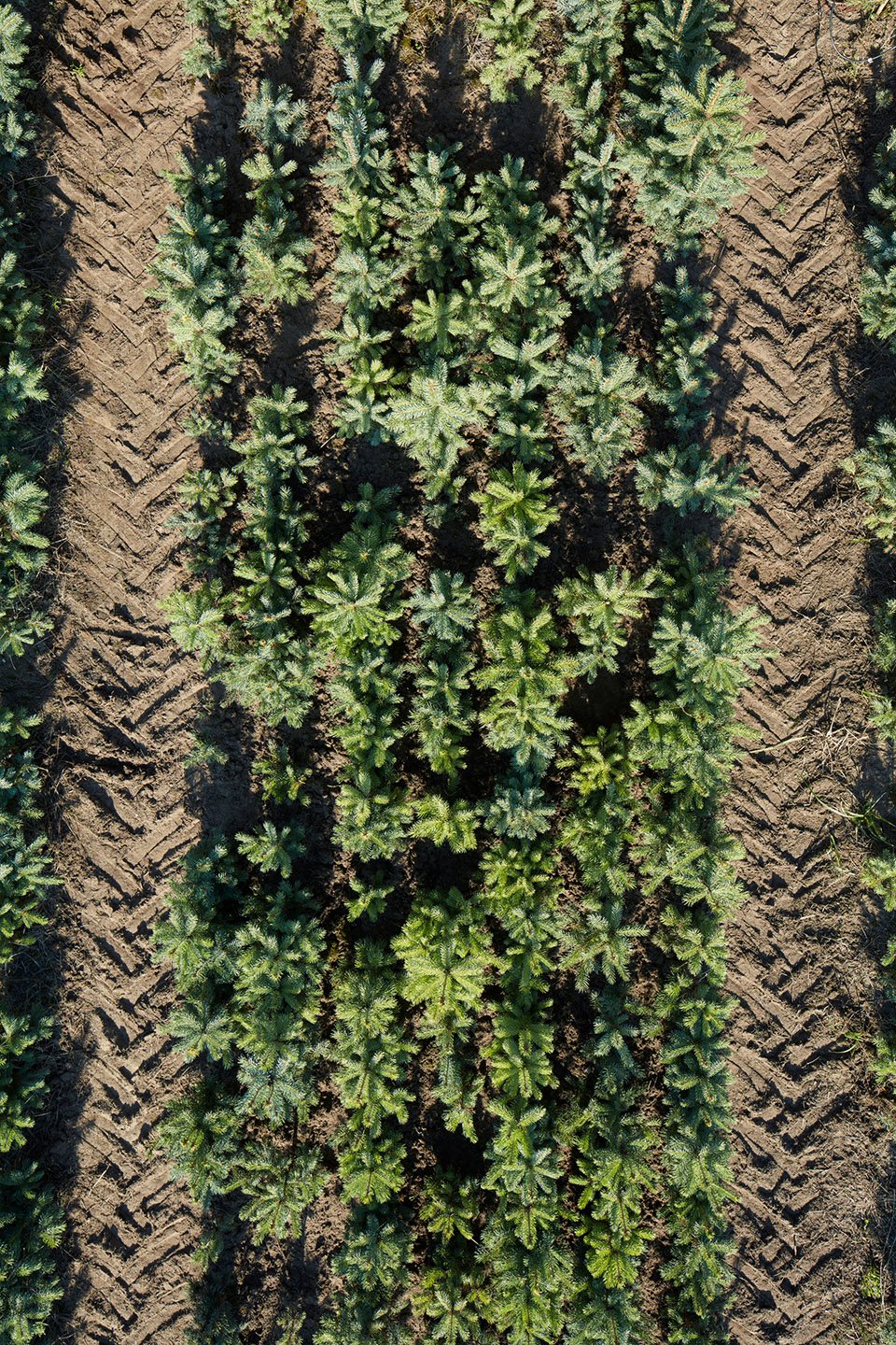 “Making of a Forest” exhibition design by Mjölk architekti - 谷德设计网