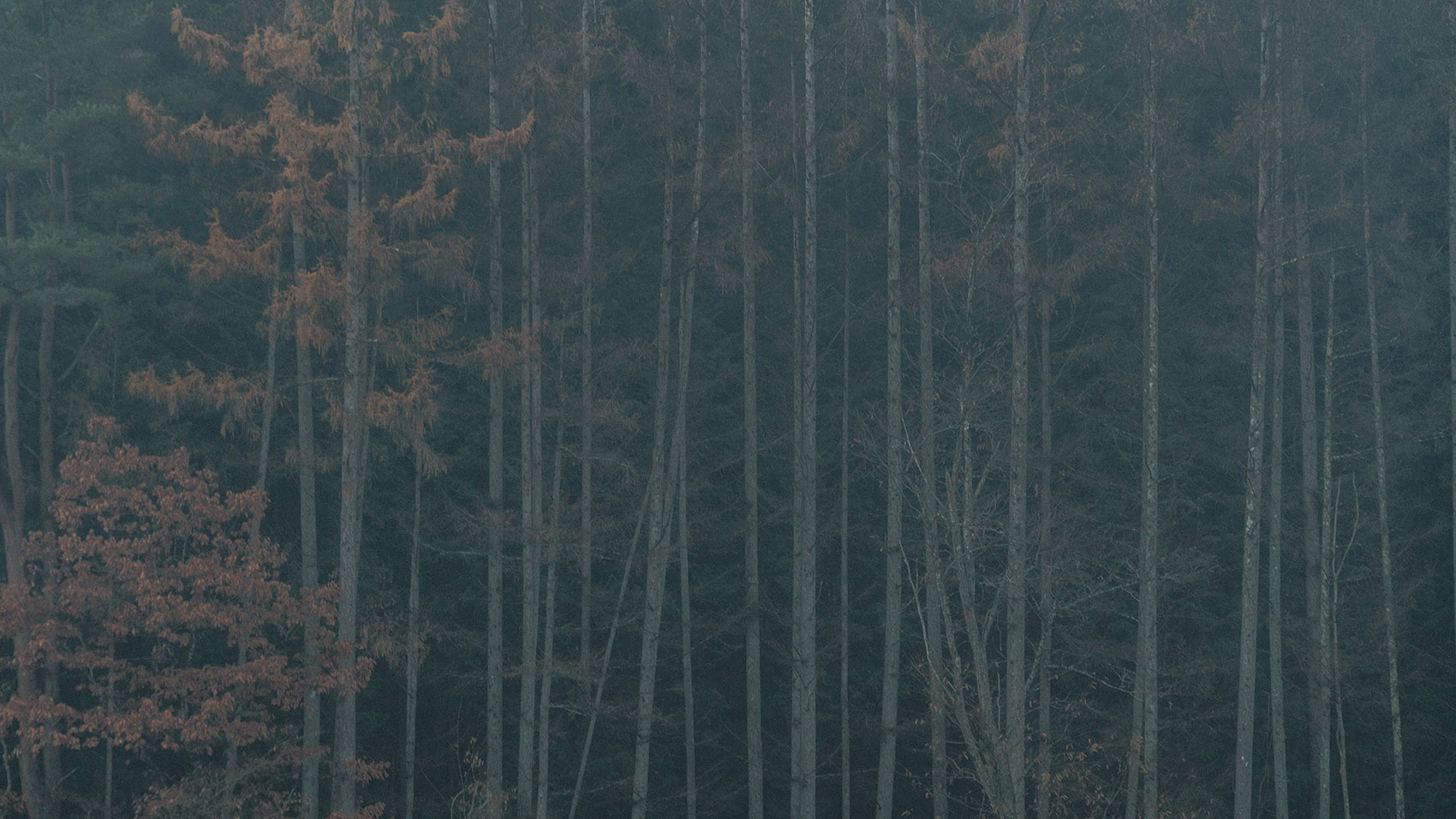 Modern Cat Tree NEKO by RINN - 谷德设计网