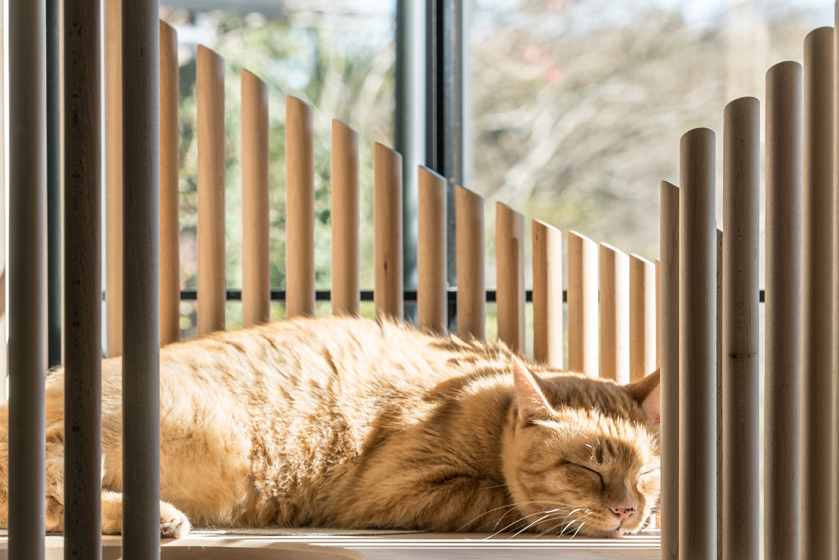 Modern Cat Tree NEKO by RINN - 谷德设计网