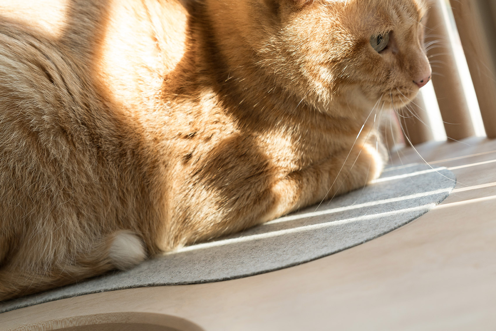 Modern Cat Tree NEKO by RINN - 谷德设计网