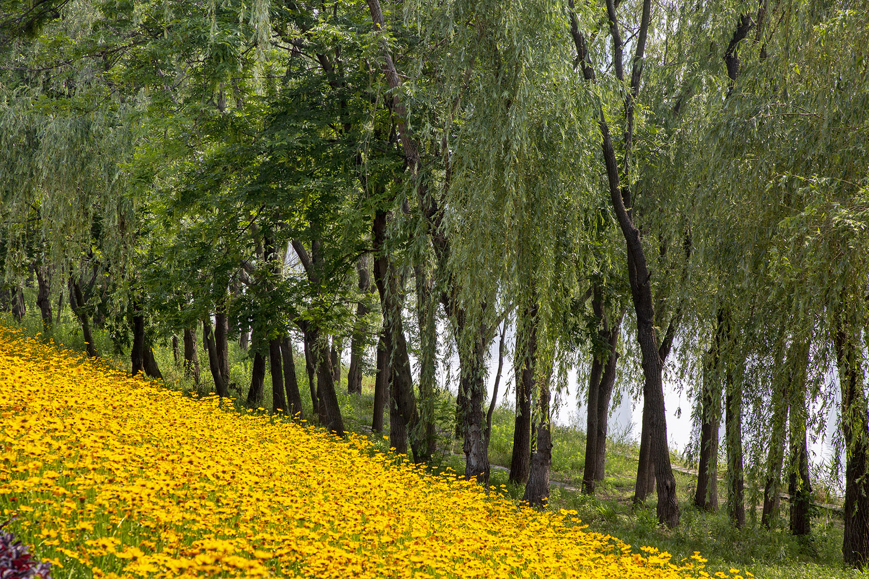 Riverside Commercial Eco Park, China by Collective Landscape Design - 谷德设计网