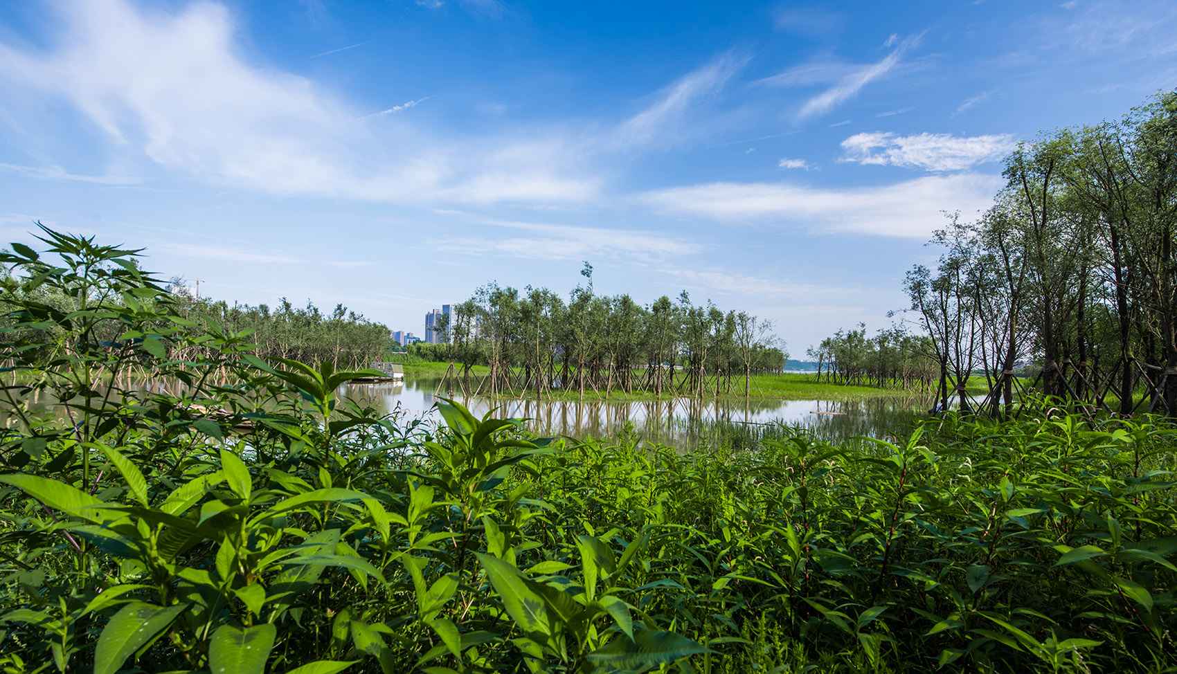 Marshland Park along Xiangjiang River, Changsha by L&A Design - 谷德设计网