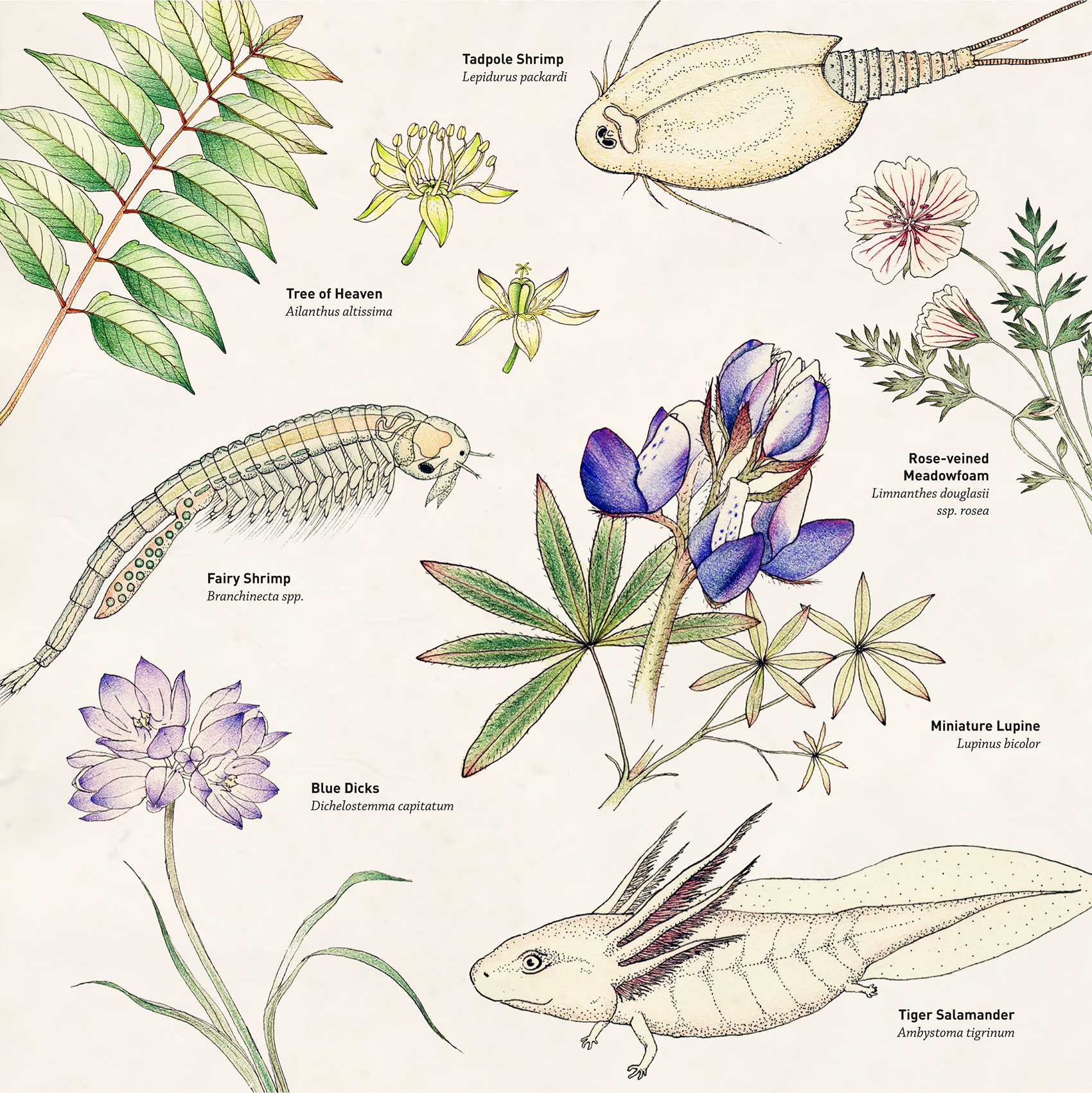 Overseas NO.99: Shuyang Wang - 谷德设计网