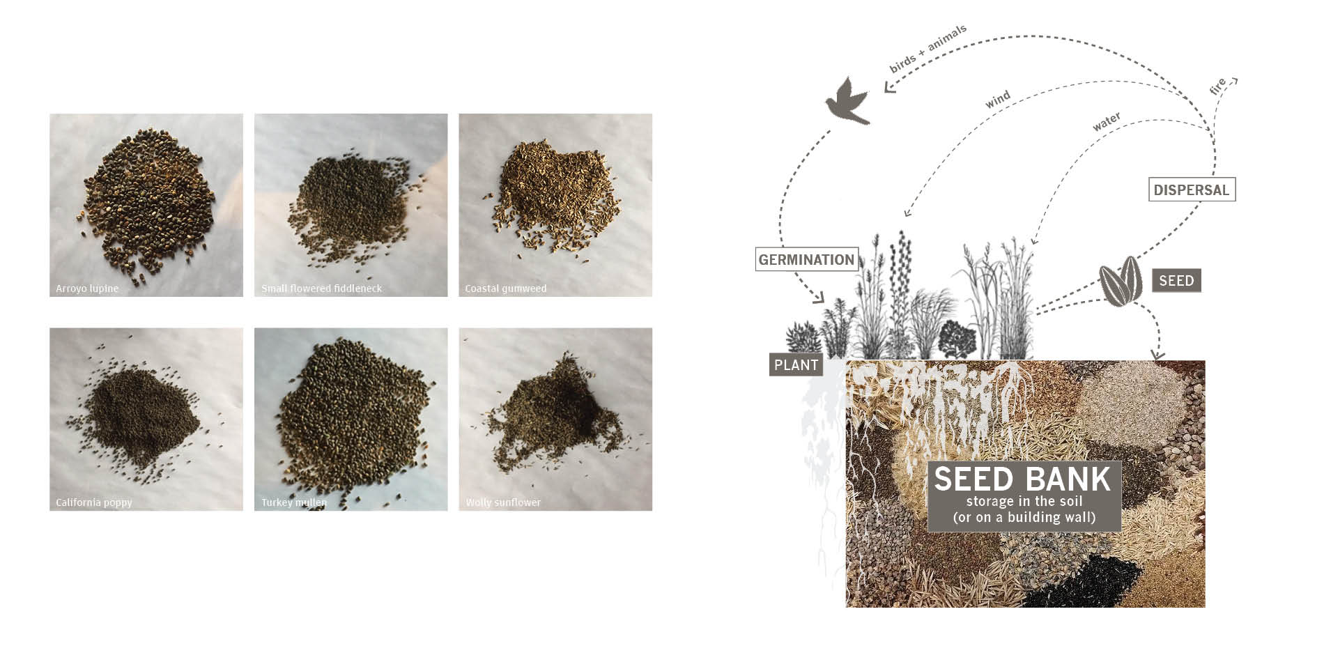 2020 ASLA COMMUNICATIONS AWARD OF EXCELLENCE: The Seed Bank: A New ...