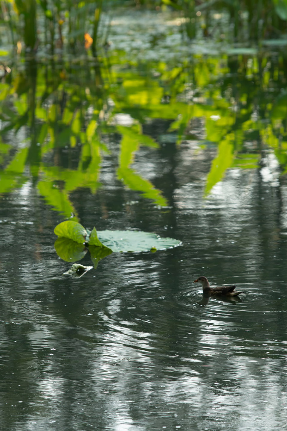 Landscape Renovation Design of the South Wetland Park on Plot D3 of OCT ...