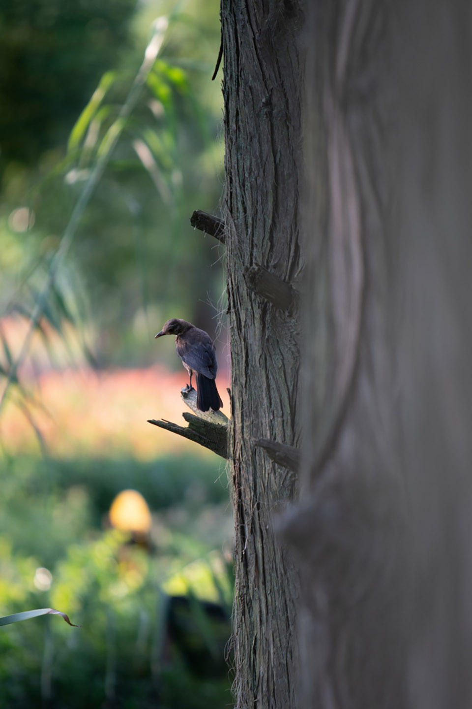 Landscape Renovation Design of the South Wetland Park on Plot D3 of OCT ...