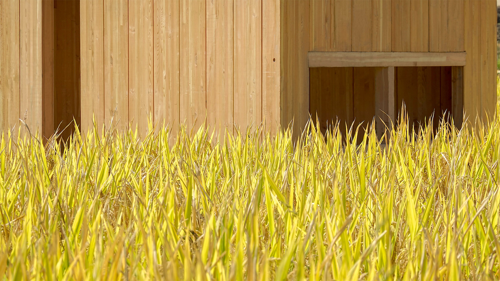 Rice Pavilion in Fujian, China by Wiki World + Advanced Architecture ...