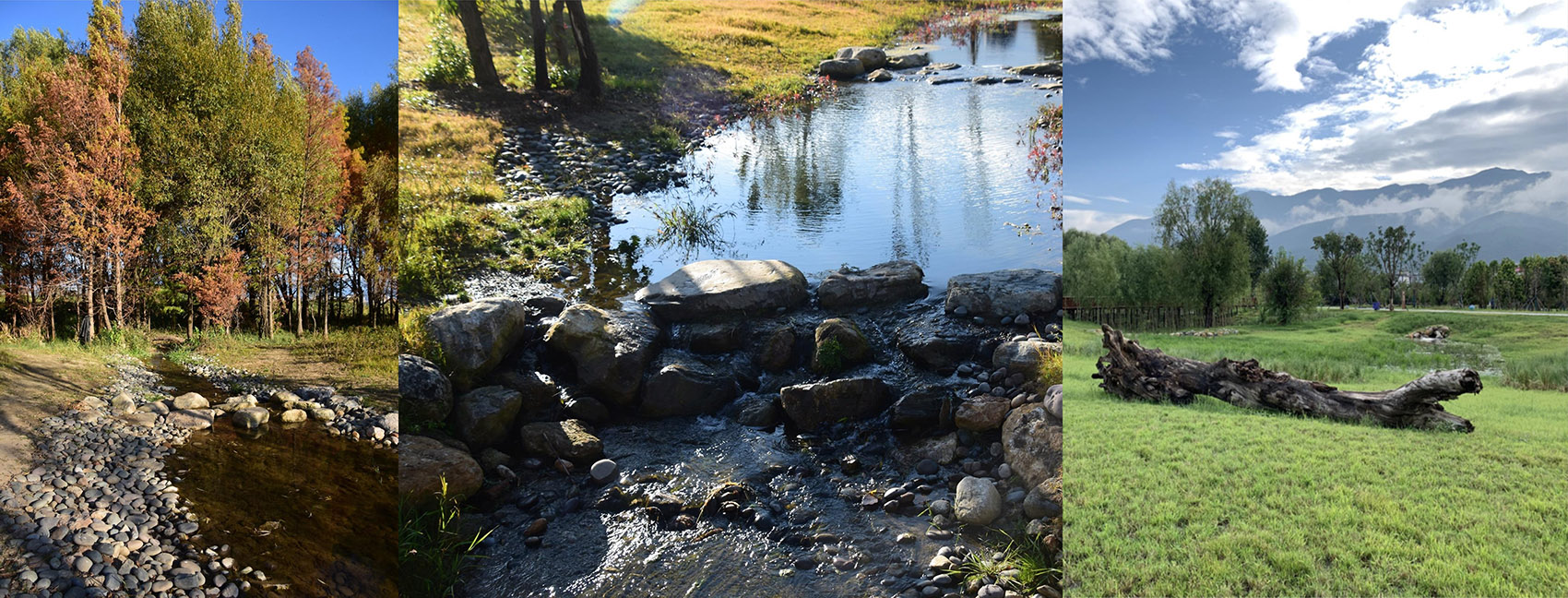 Ecological Restoration Design of Erhai Lake Riparian Buffer Zone ...