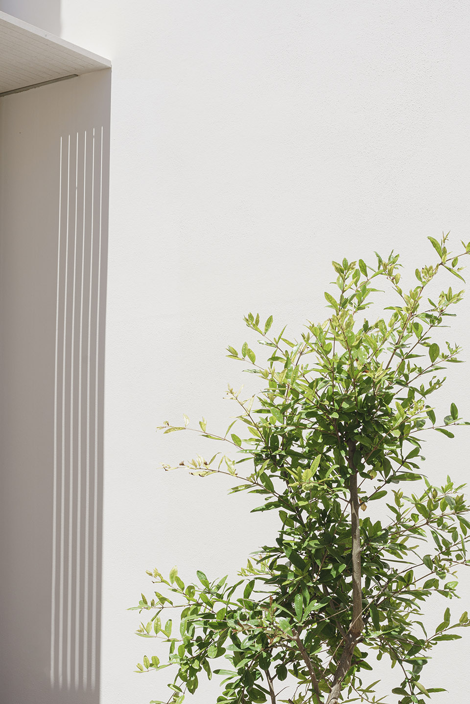 Lemon tree house by ITERARE ARQUITECTOS - 谷德设计网