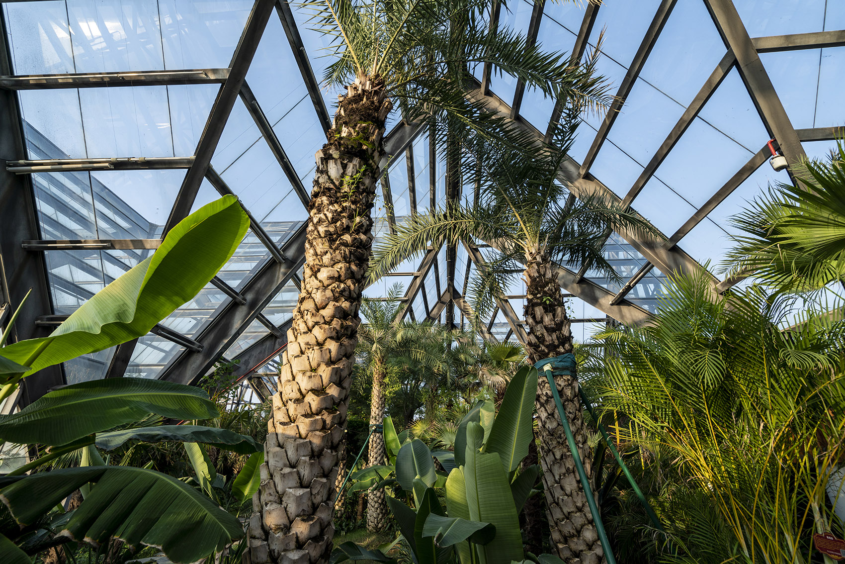 Hengshui Botanical Garden Greenhouse Exhibition Hall, China by Interval ...