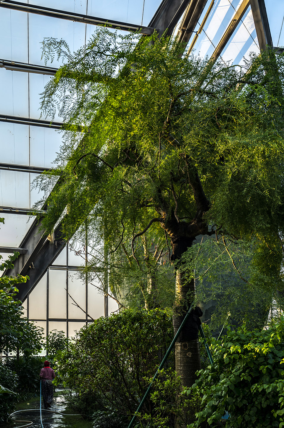 Hengshui Botanical Garden Greenhouse Exhibition Hall, China by Interval ...