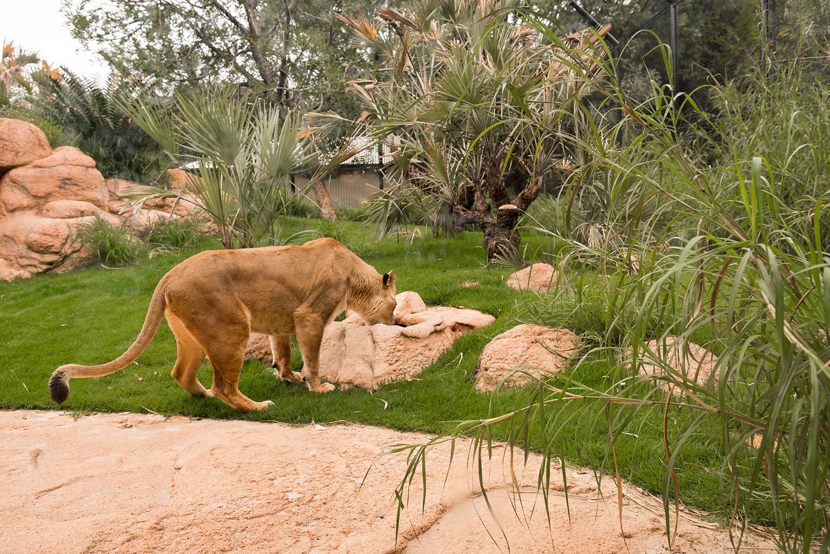 Perth Zoo Lion Exhibit, Australia by Iredale Pedersen Hook - 谷德设计网