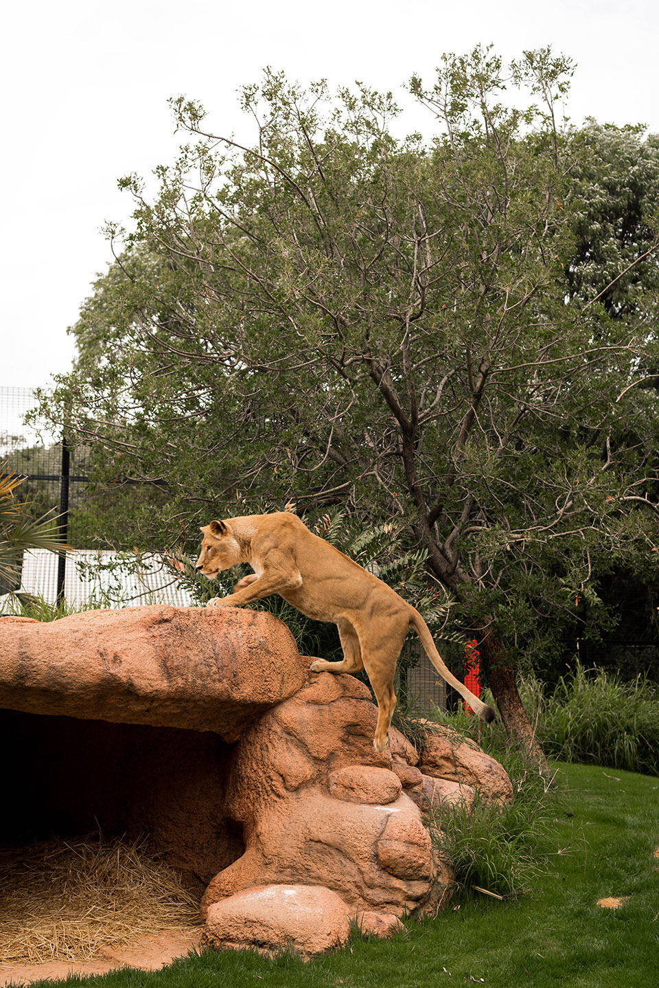Perth Zoo Lion Exhibit, Australia by Iredale Pedersen Hook - 谷德设计网