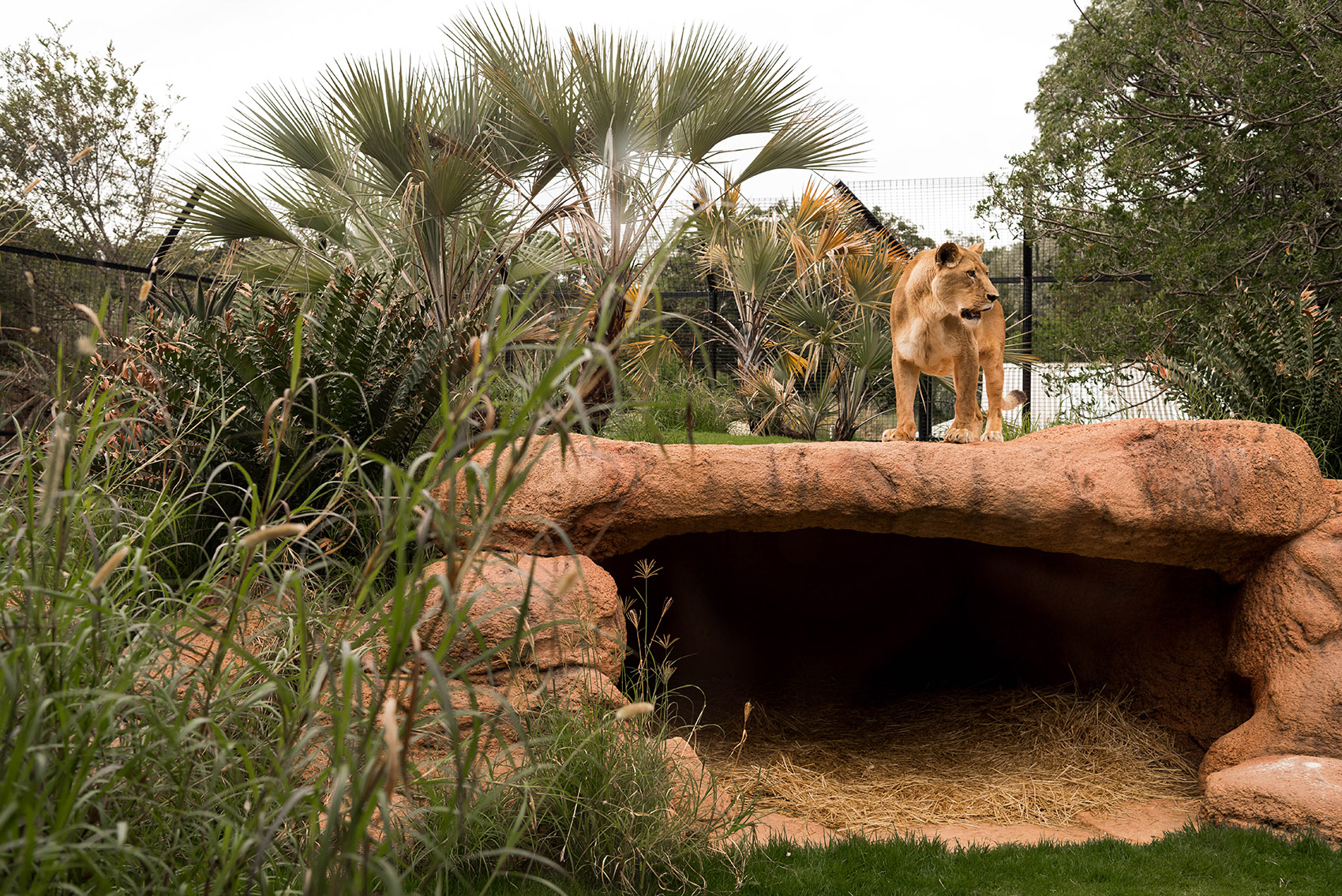 珀斯动物园狮子园，澳大利亚 / Iredale Pedersen Hook - 谷德设计网