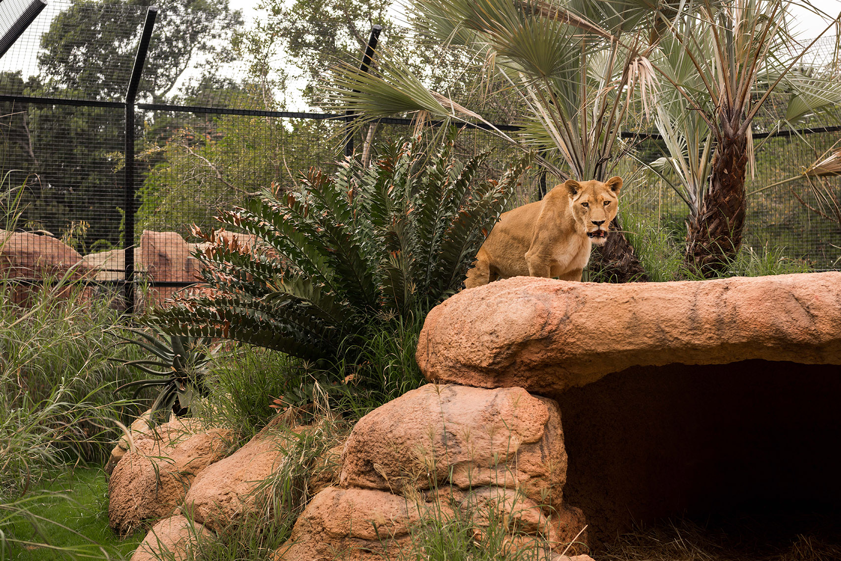 Perth Zoo Lion Exhibit, Australia by Iredale Pedersen Hook - 谷德设计网