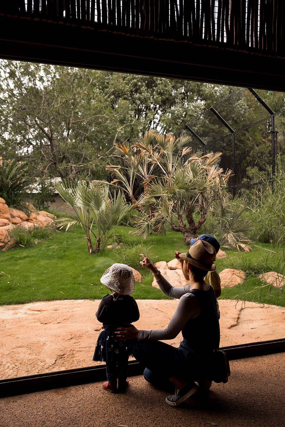 Perth Zoo Lion Exhibit, Australia by Iredale Pedersen Hook - 谷德设计网