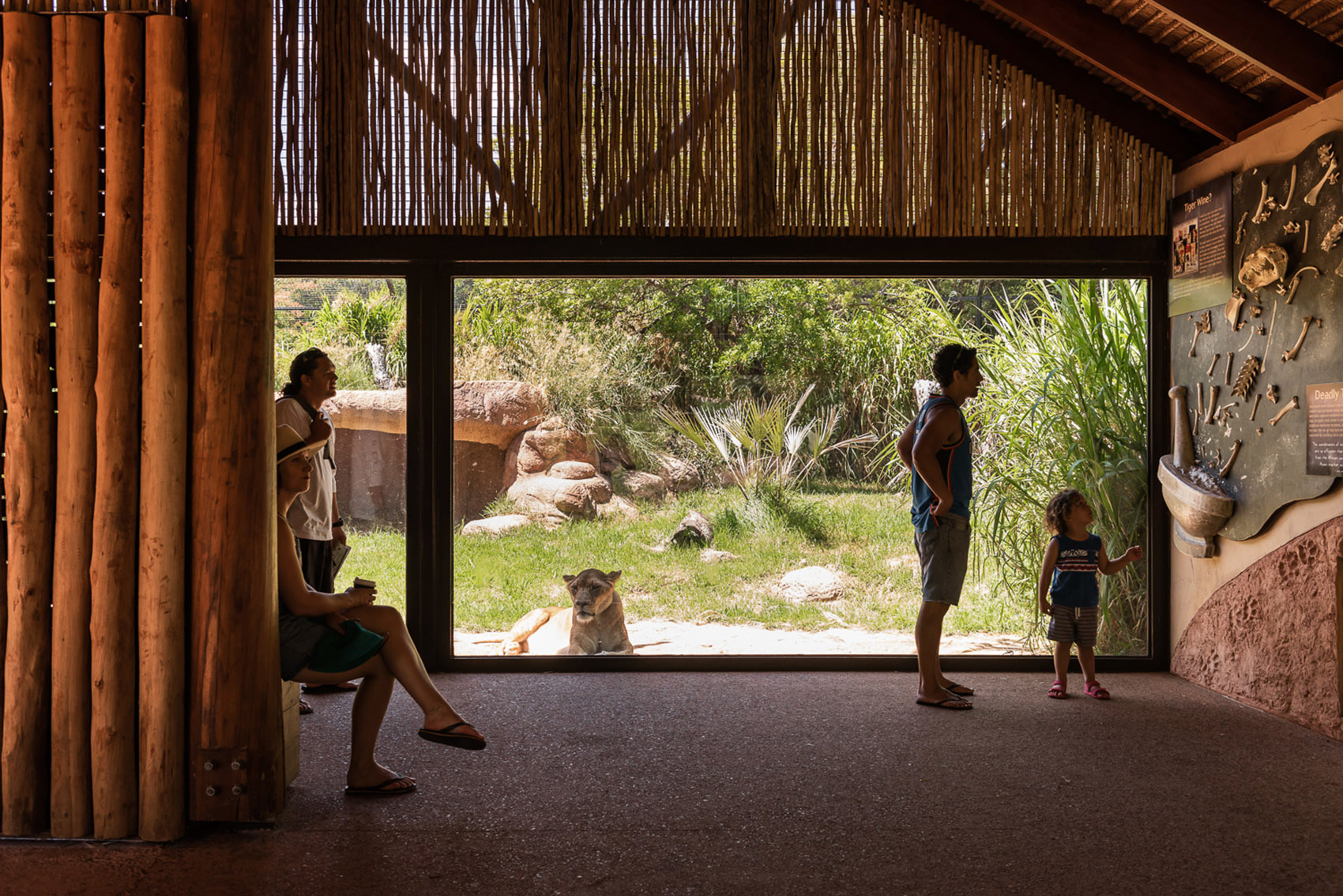 Perth Zoo Lion Exhibit, Australia by Iredale Pedersen Hook - 谷德设计网