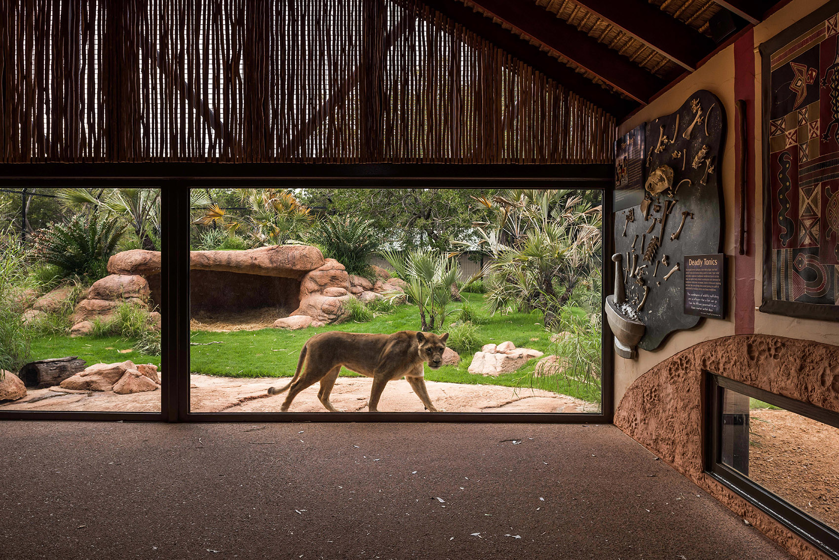 Perth Zoo Lion Exhibit, Australia by Iredale Pedersen Hook - 谷德设计网