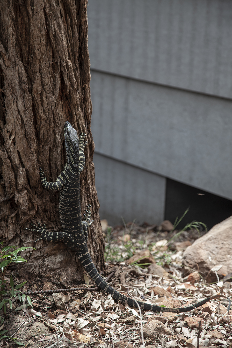 Marra Marra Shack by Leopold Banchini Architects - 谷德设计网