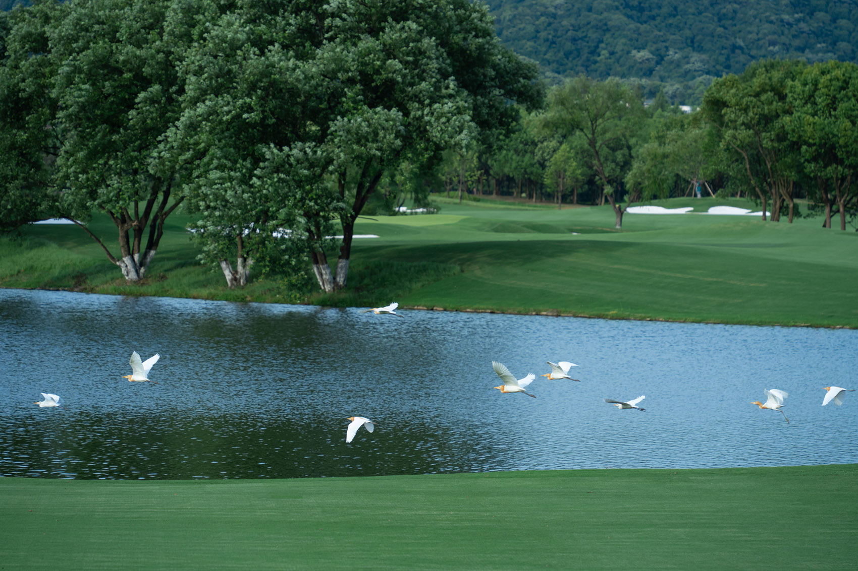 West Lake Golf landscape design by NCD Studio - 谷德设计网