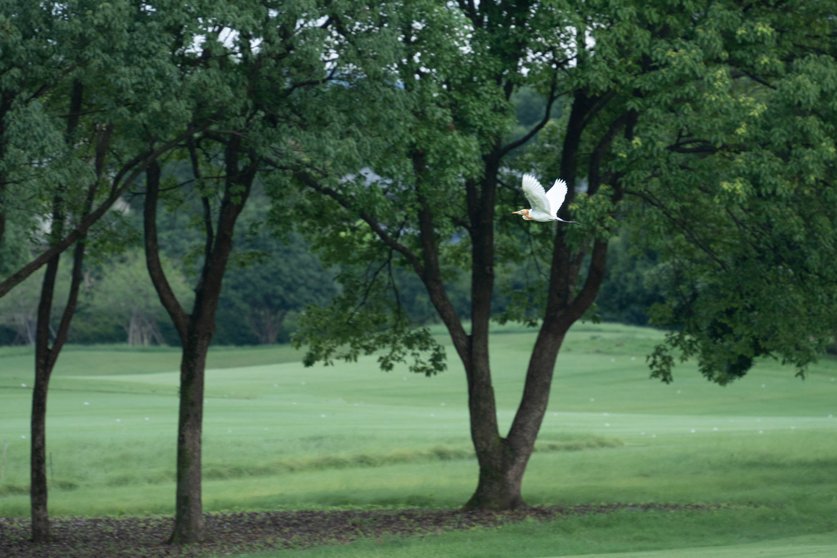 West Lake Golf landscape design by NCD Studio - 谷德设计网