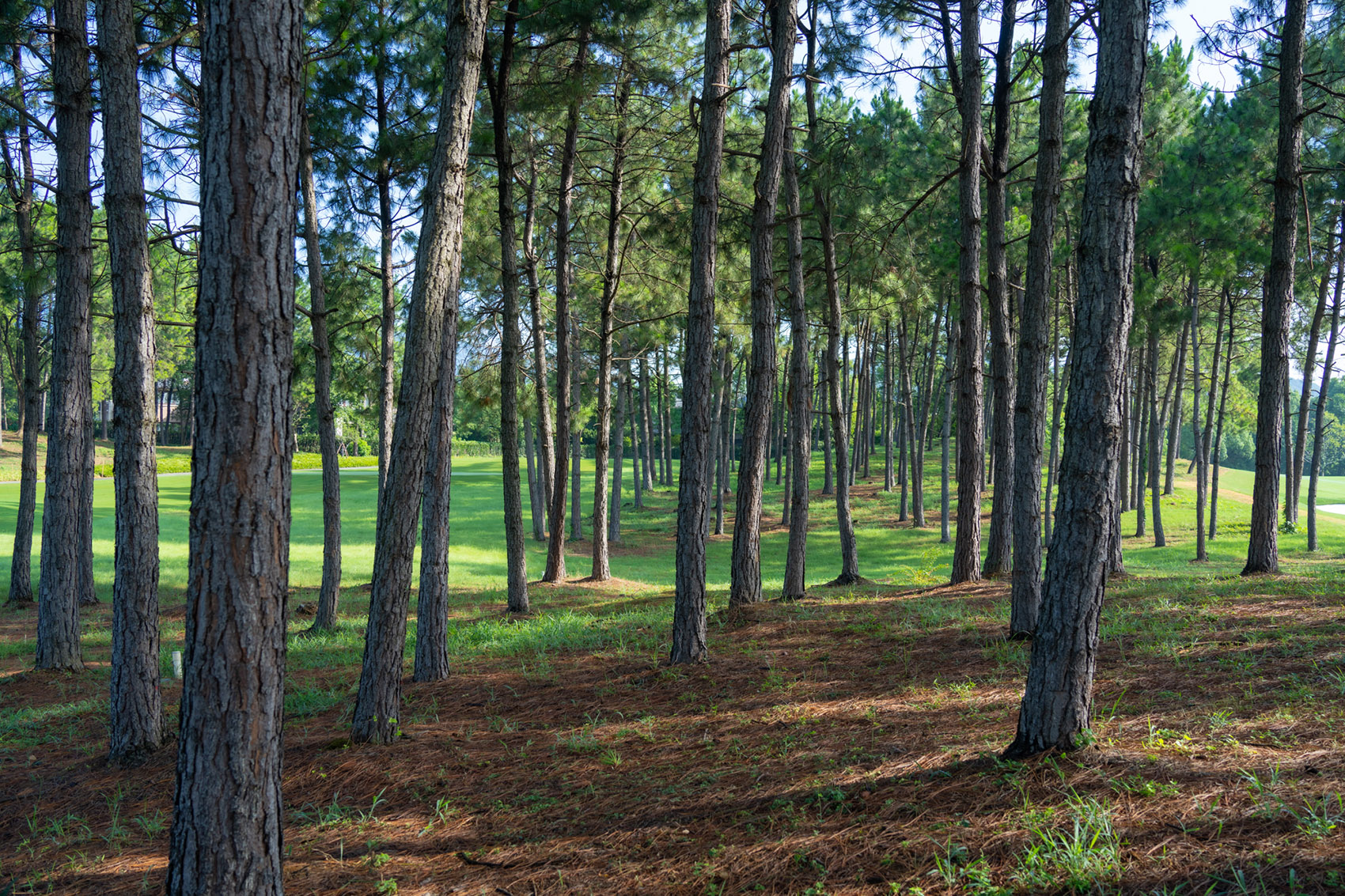 West Lake Golf landscape design by NCD Studio - 谷德设计网