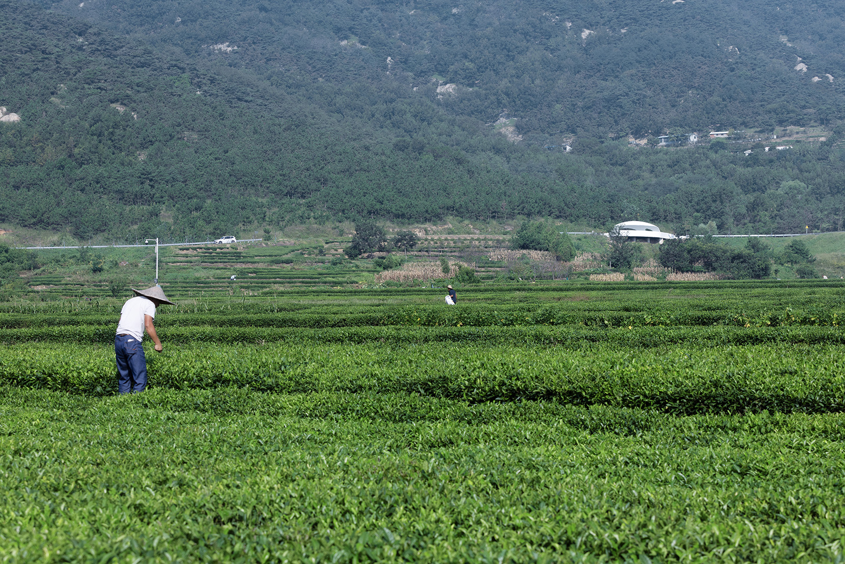 “One Leaf Tea Pavilion” in Rizhao Lanshan by Kong Xiangwei Studio - 谷德设计网