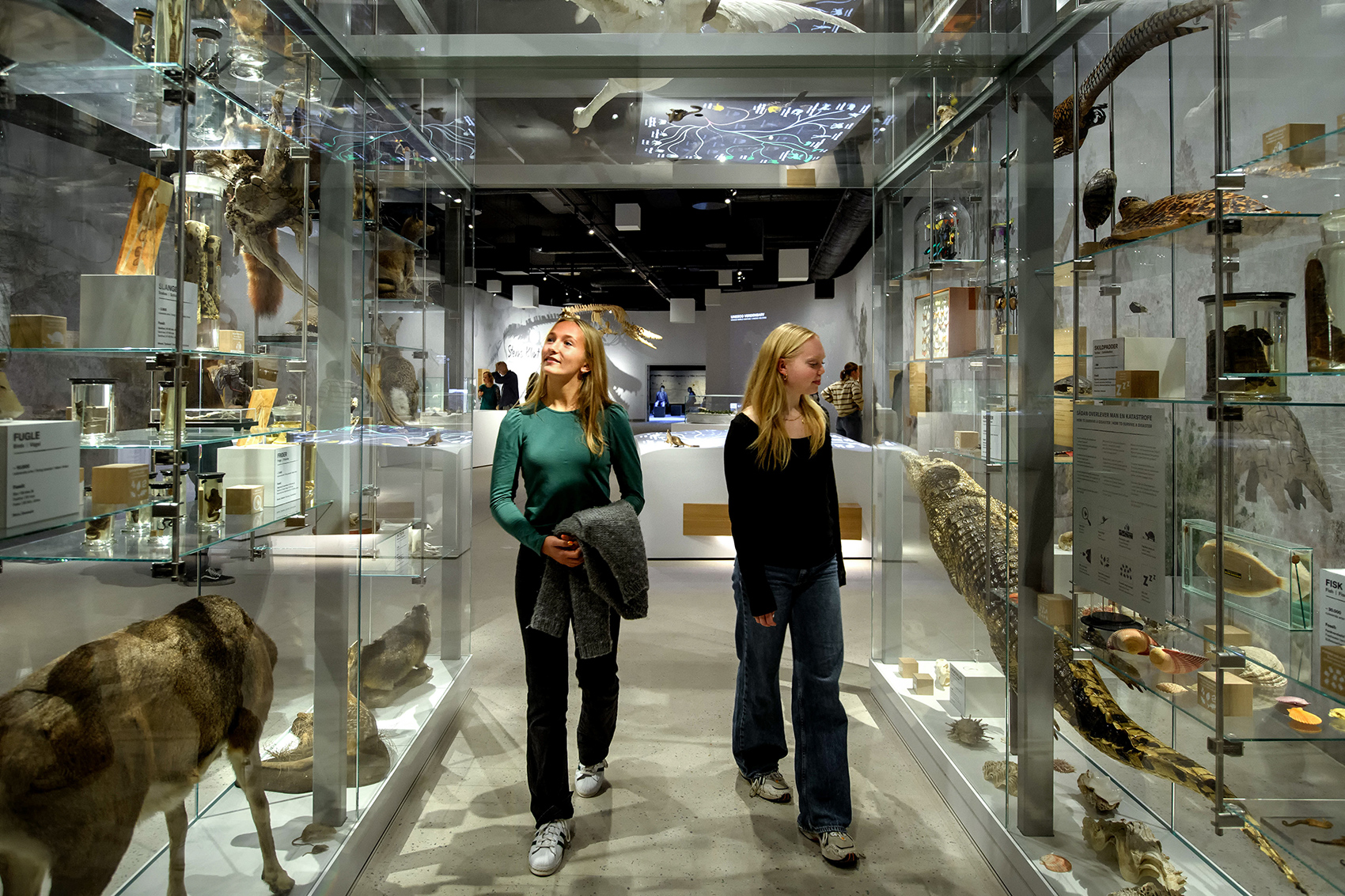 Dinosaur Extinction as Well as Human Origins Exhibition At Stevns Klint ...