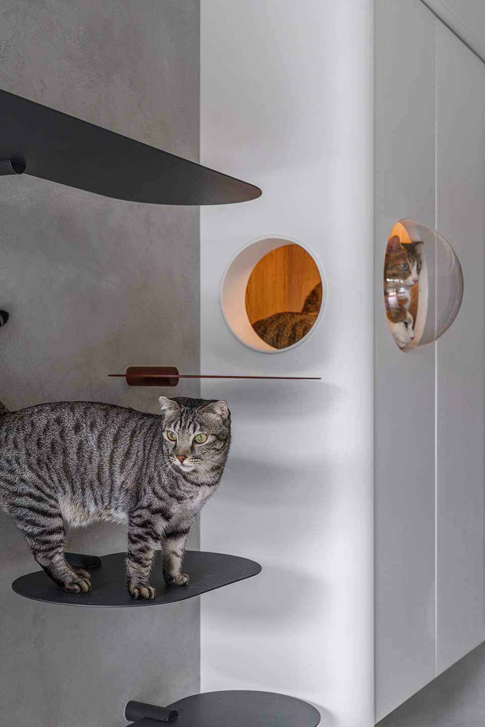 A Path Amongst Cats Residence By AODA InteriorDesign - 谷德设计网