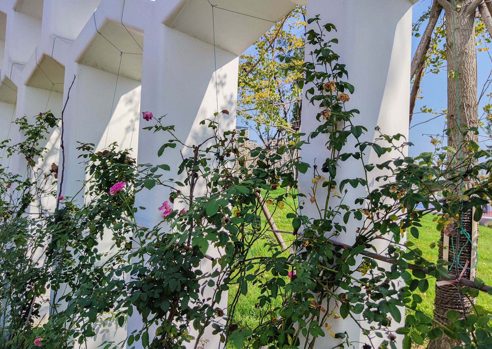 LOHAS Garden, China by Shanghai LDG Urban Landscape Design Group - 谷德设计网