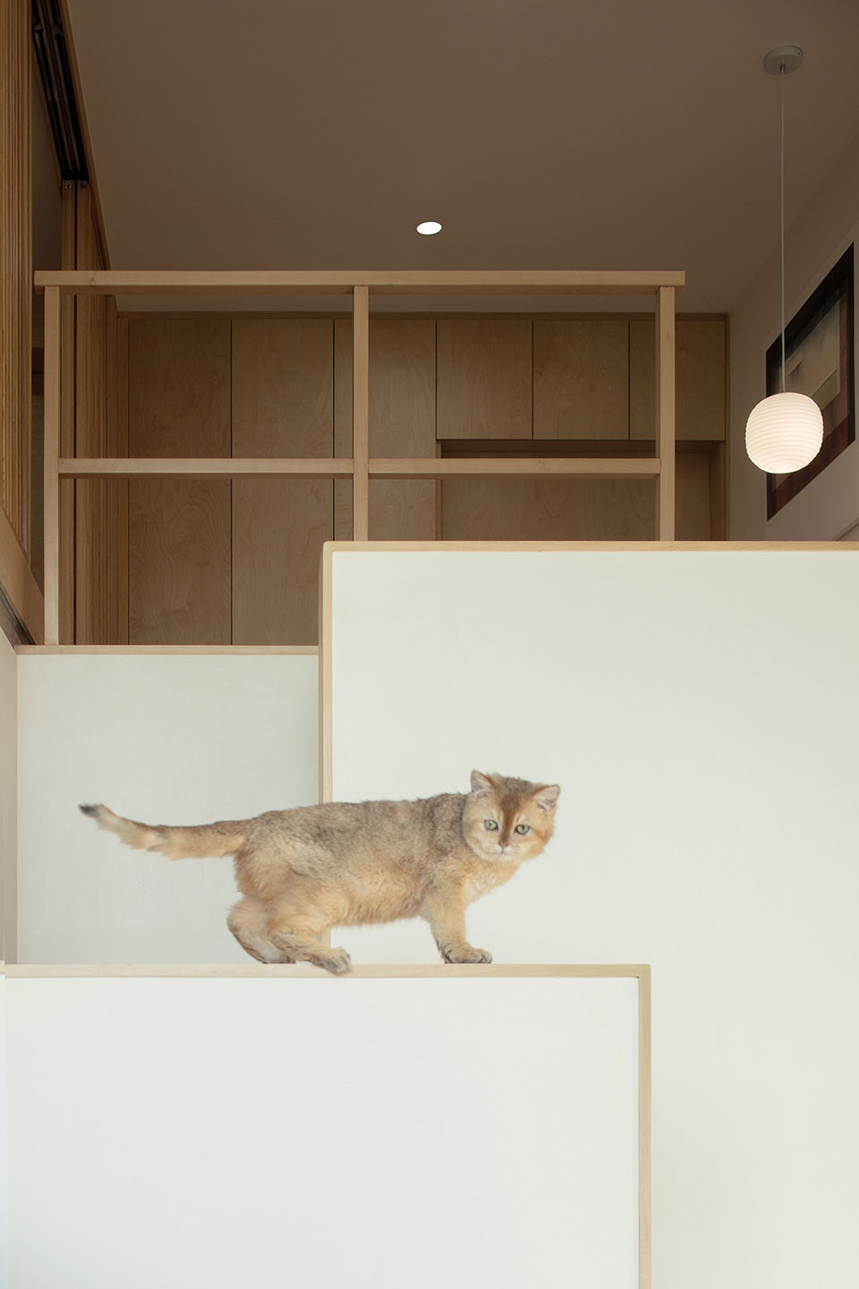 女孩与六只猫的家，北京 / 介介工作室-欧模网