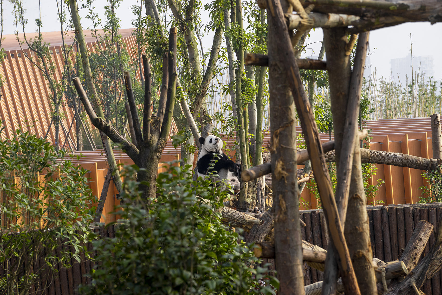 The Panda Pavilions in Chengdu by Atelier Ping Jiang, EID Arch - 谷德设计网