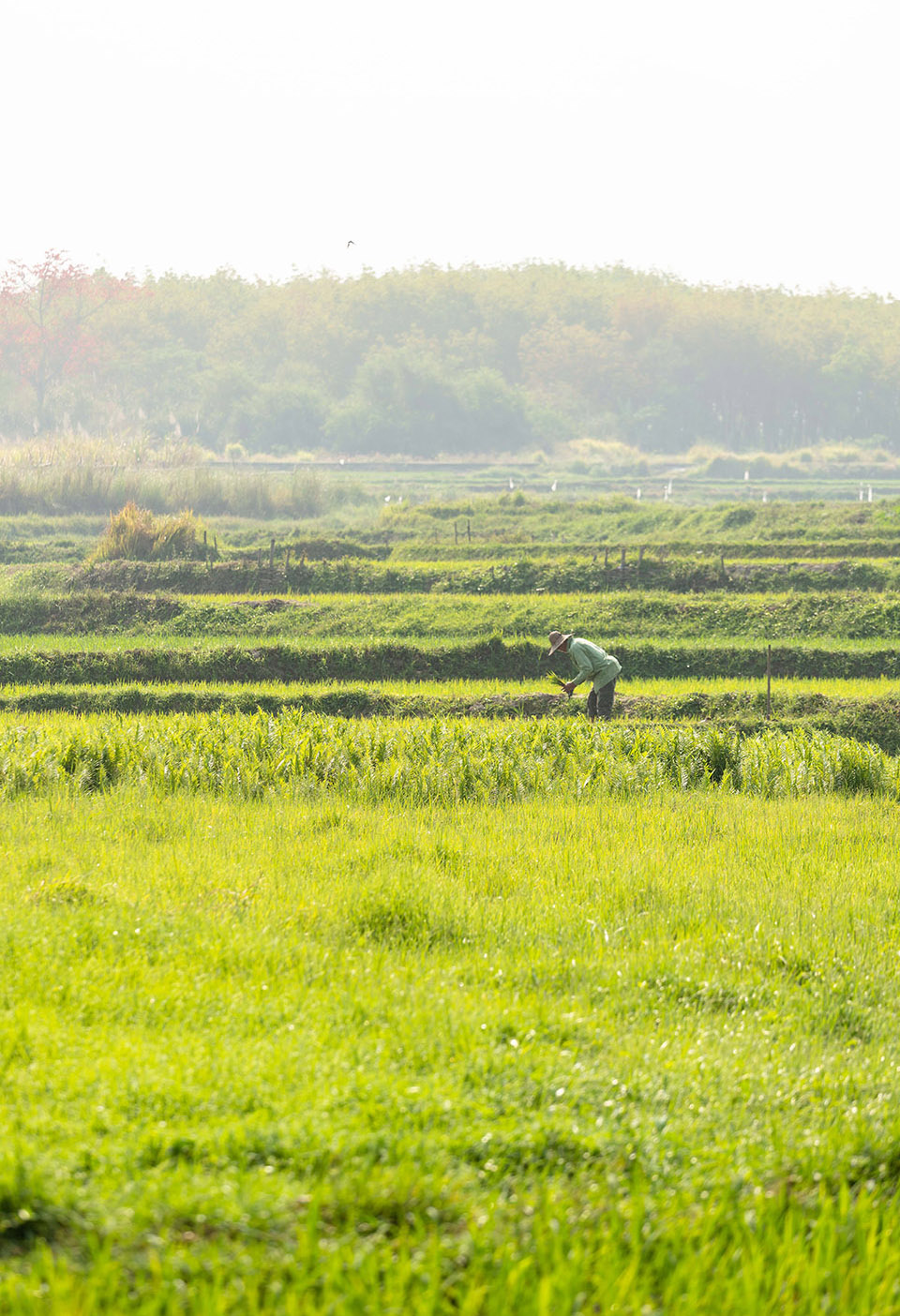 Collection of “Village Revisited” Rural Building Renovation Design ...
